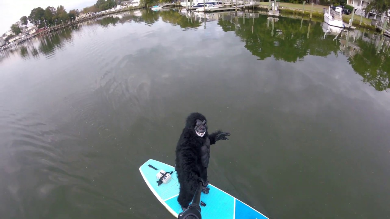 Good looking Monkey - On a SUP - Trick or treat - YouTube