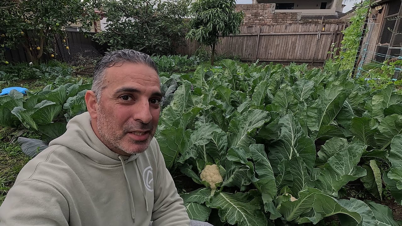 Time to harvest cauliflower and coriander - this week in the patch ...
