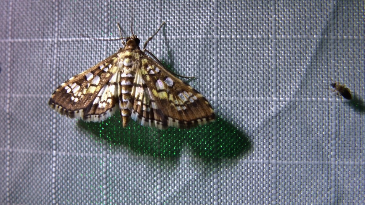 Night Observations - Cuba Insects - YouTube