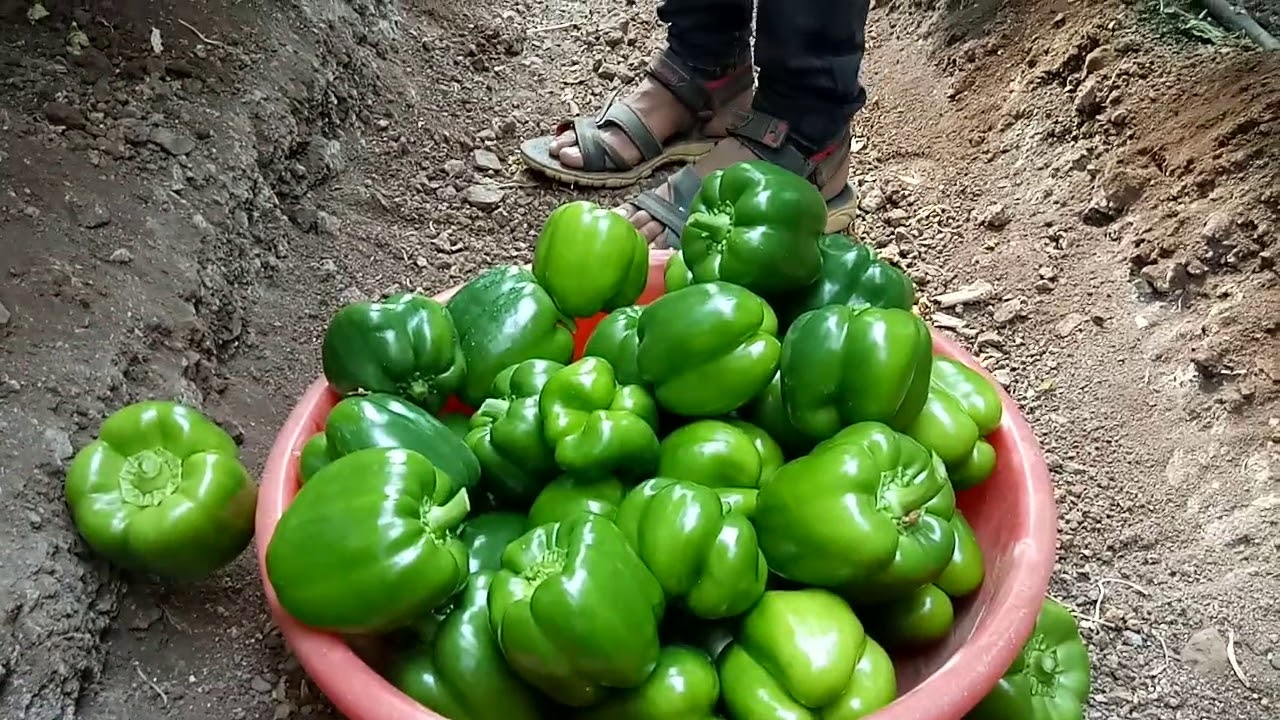 Capsicum harvesting under Polyhouse - YouTube