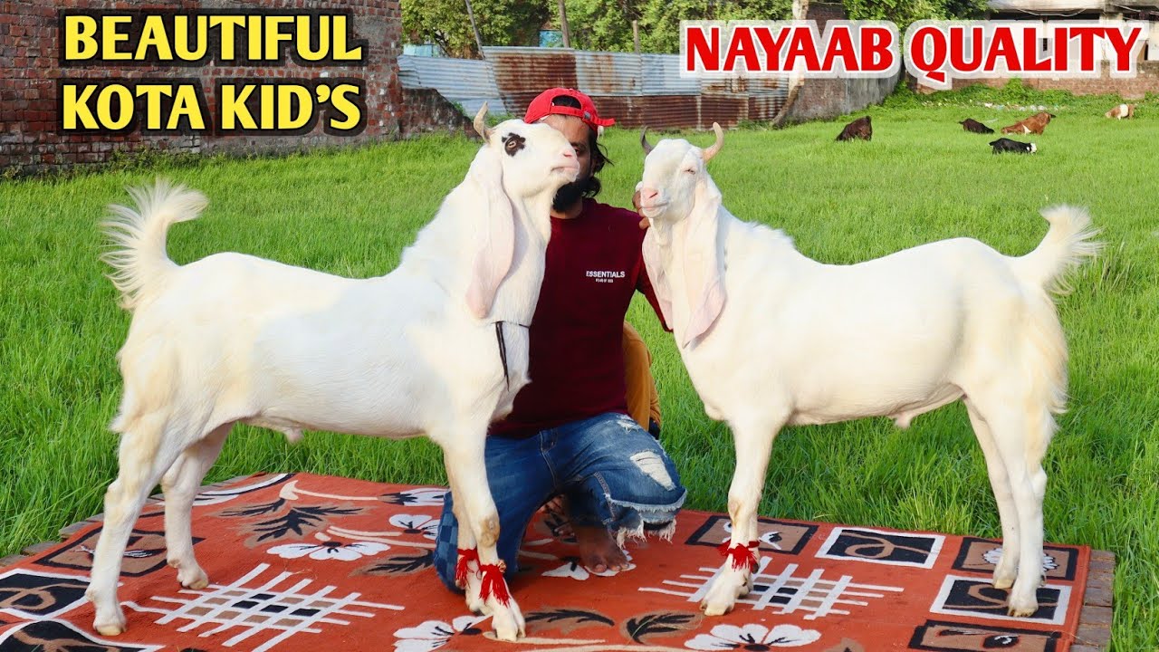 Extreme Quality Kota kid's Full Lambe Kano main Gulabi At GK Goat Farm ...