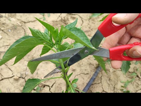 Düşünmeyin KESİN Atın, Biberde doğru budama ve bol verim