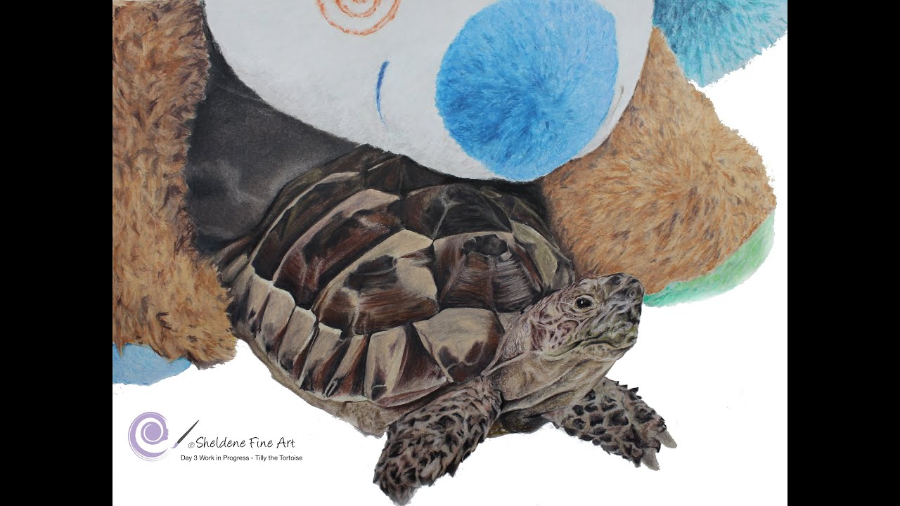 Drawing Tilly the Tortoise - YouTube