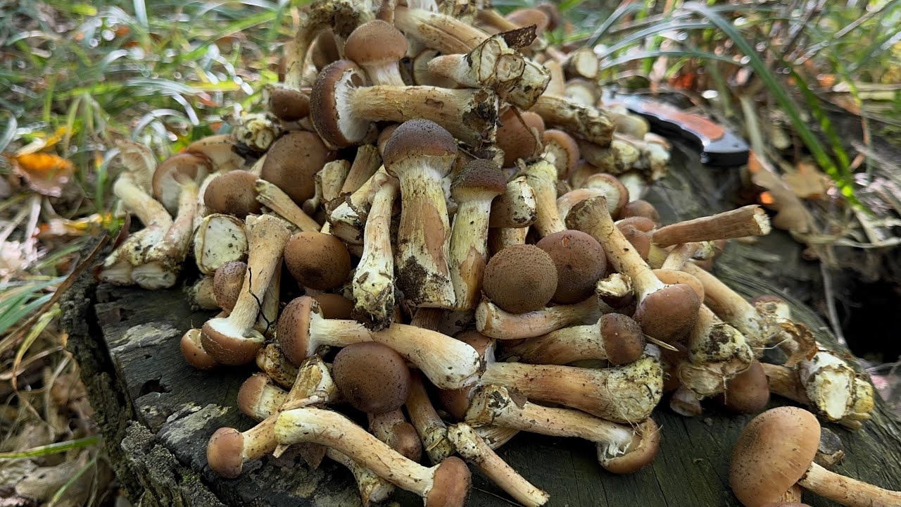 Am găsit locul Ghebelor de toamnă invazie de opintici in luna octombrie ...