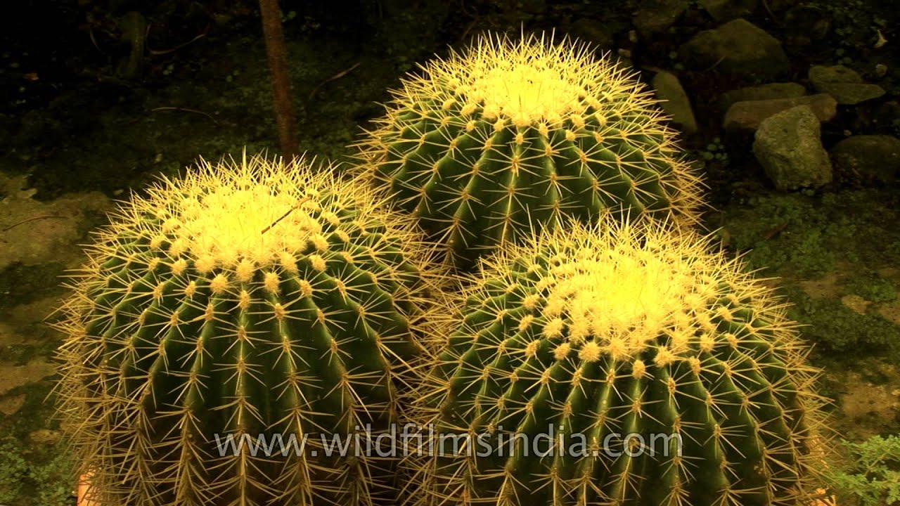 Cylindrical cacti and Barrel cactus of Sikkim - YouTube