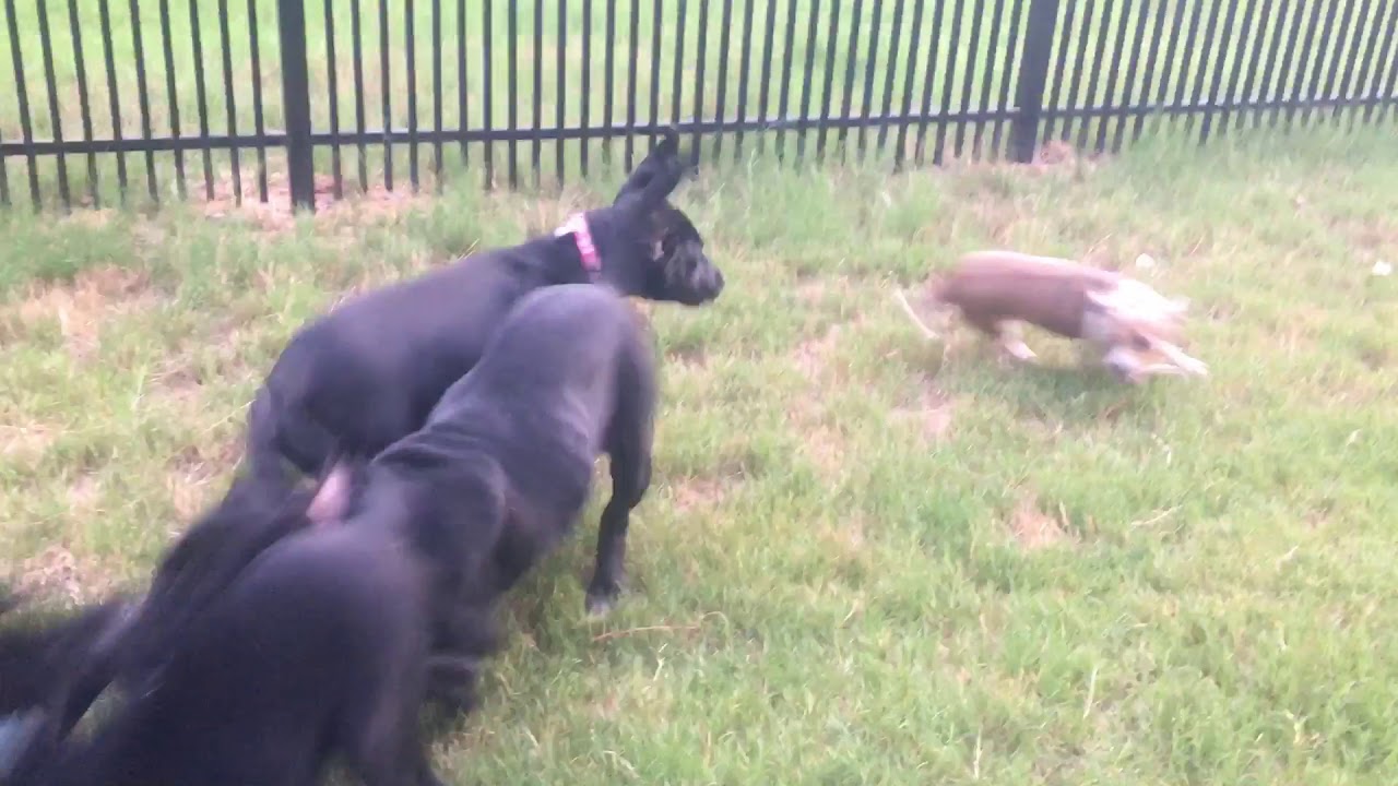 Puppy play time - YouTube