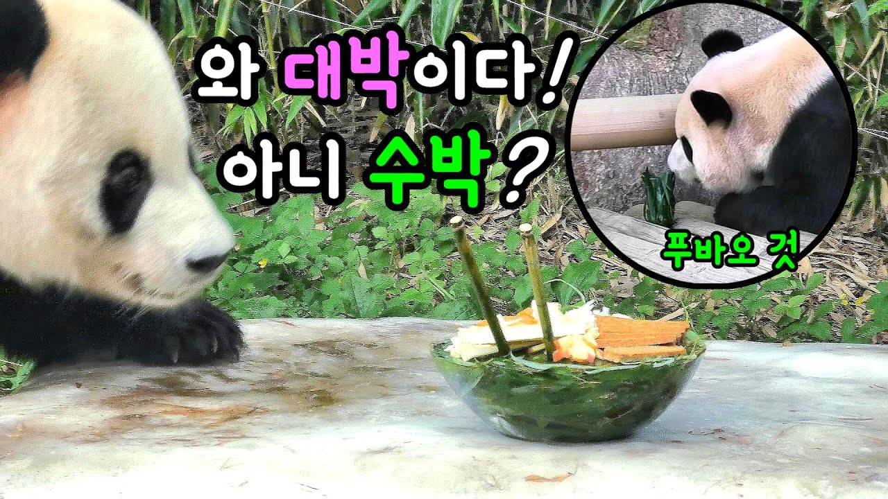 푸바오것 왜 작아 시원달달한 수박화채 먹방 러바오 미끄덩 도망가는 Youtube