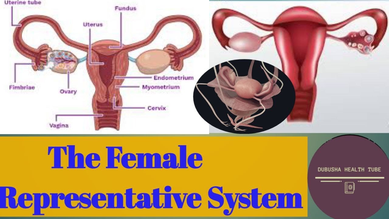 The Female Reproductive System/ anatomy of uterus, anatomy of vagina ...