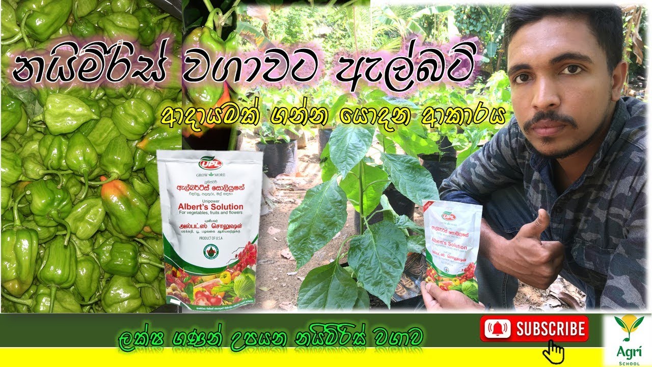 නයිමිරිස් වගාවට පොහොර යොදමු | Albert"s Soluion | How To Use Albert"s ...