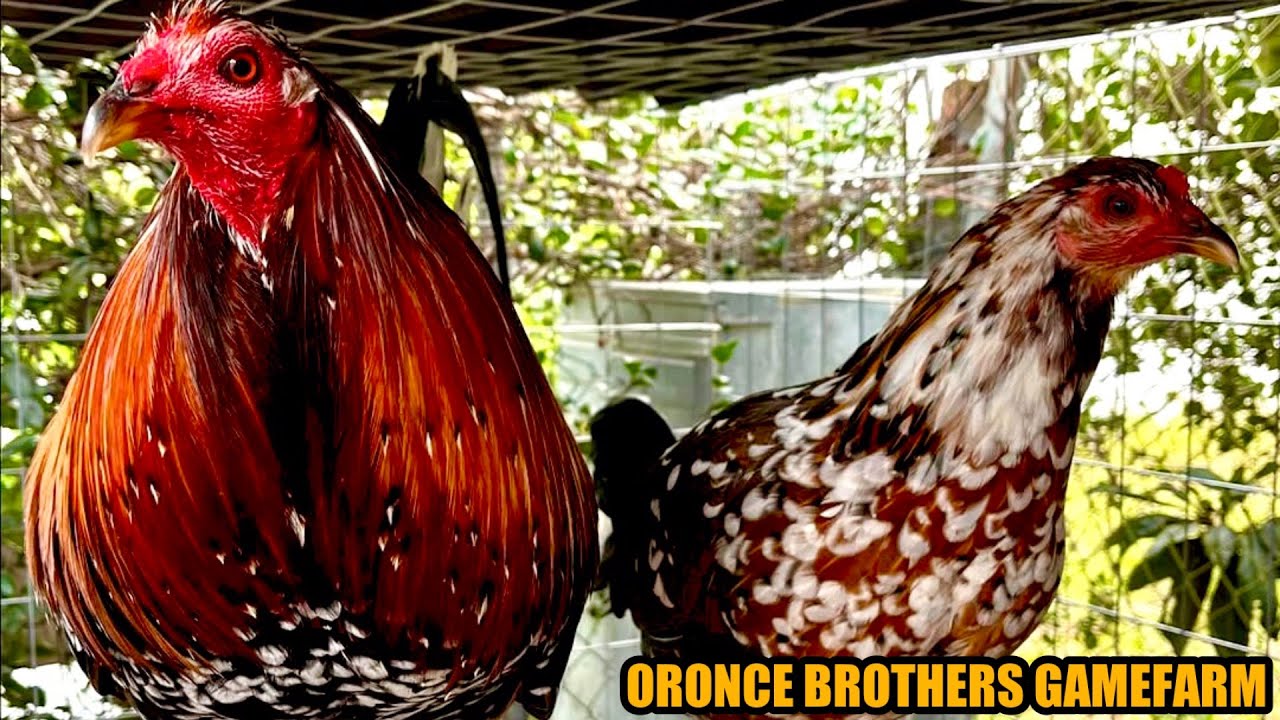 Oklahoma Spangled Hatch kelso | ORONCE BROTHERS GAMEFARM - YouTube