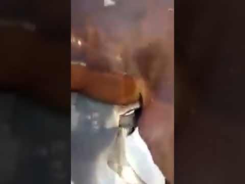 donkey and horse mating meeting