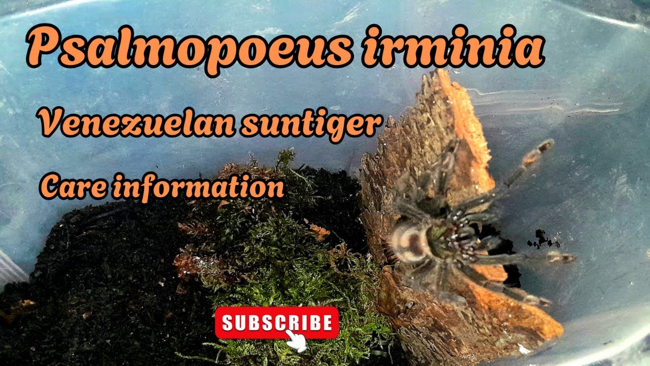 Psalmopoeus irminia fascinating facts & Care Tips #fyp #youtubeislife ...