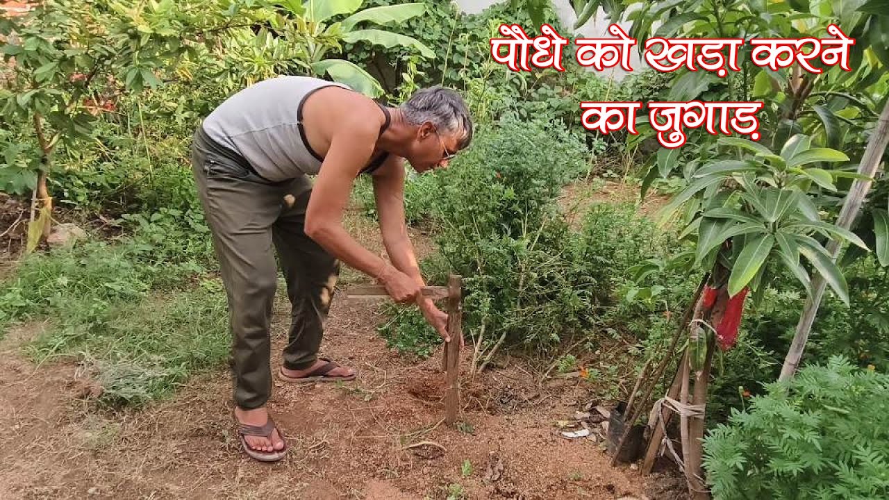 पौधों को खड़ा करने का जुगाड || daily vlogs || lifestyle vlogs || vlog || #pakkivlogs - YouTube