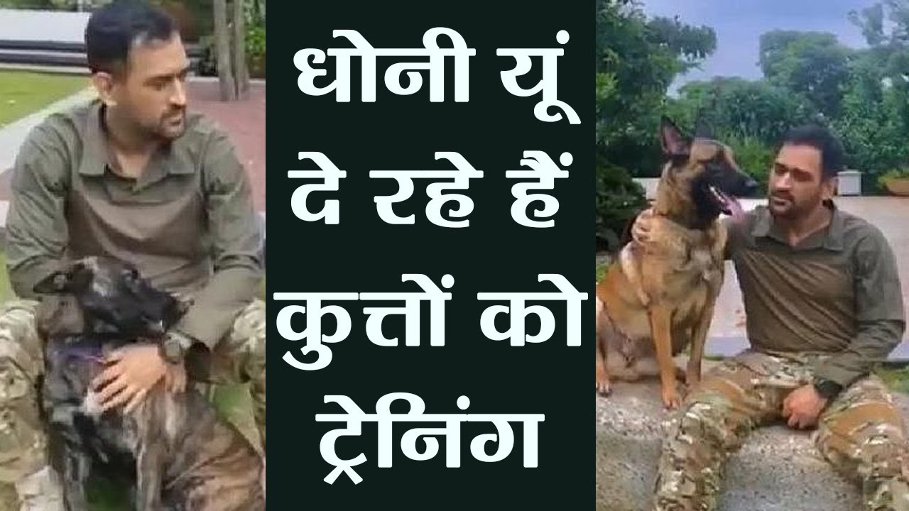 MS Dhoni's Interesting Training Session with his Dogs , Watch Viral ...