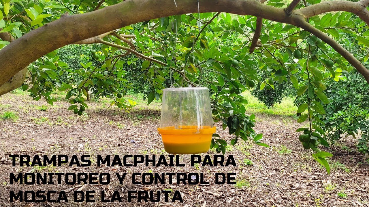 Trampas macphail, para monitoreo y control de mosca de la fruta - YouTube