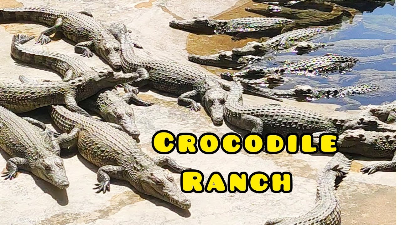 Crocodile Ranch, Arbaminch, Ethiopia, Africa - Part 1 #crocodile - YouTube