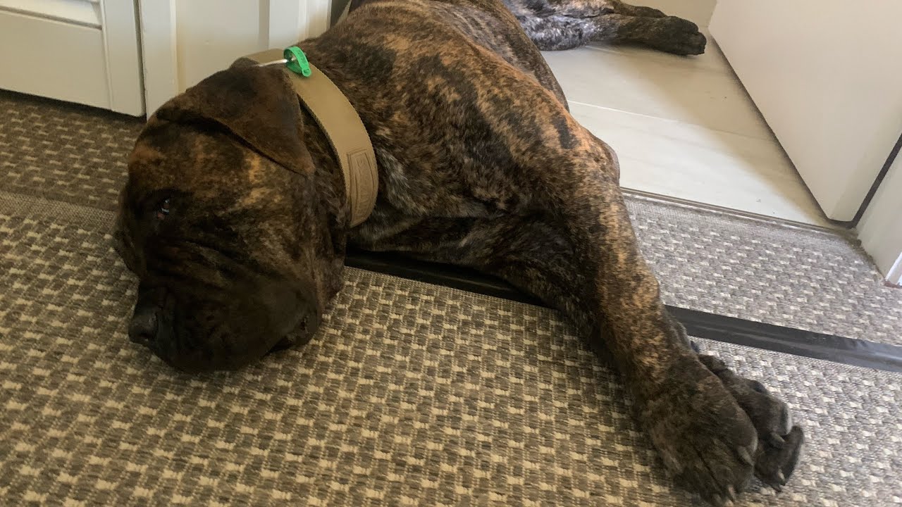 Molly the Boerboel Live. Good Morning Merry Boerboel Christmas - YouTube