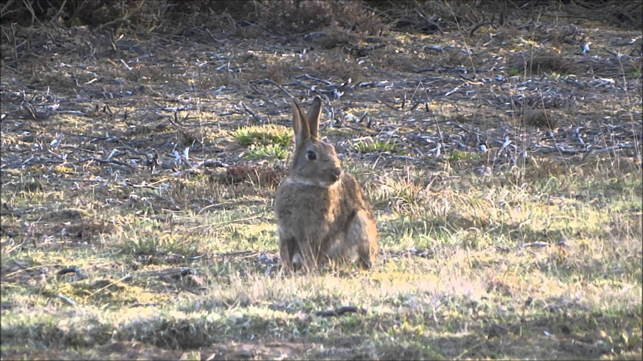 Een wild konijn - Oryctolagus cuniculus - in het Kroondomein Het Loo ...