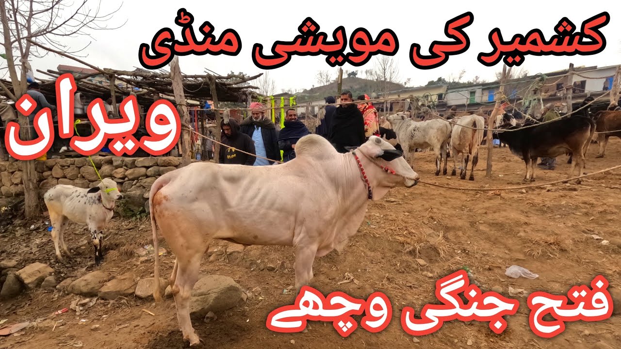 Price of animals from the largest animal market of AJK || 31 Dec 2025 # ...