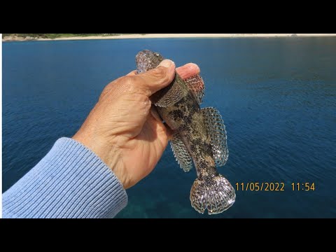 The giant goby Gobius cobitis Greece by Theo - YouTube