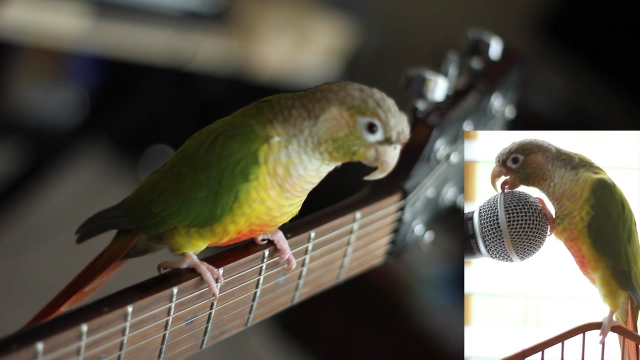 Rock N Roll Green Cheek Conure Parrot #TalkingPetChallenge - YouTube