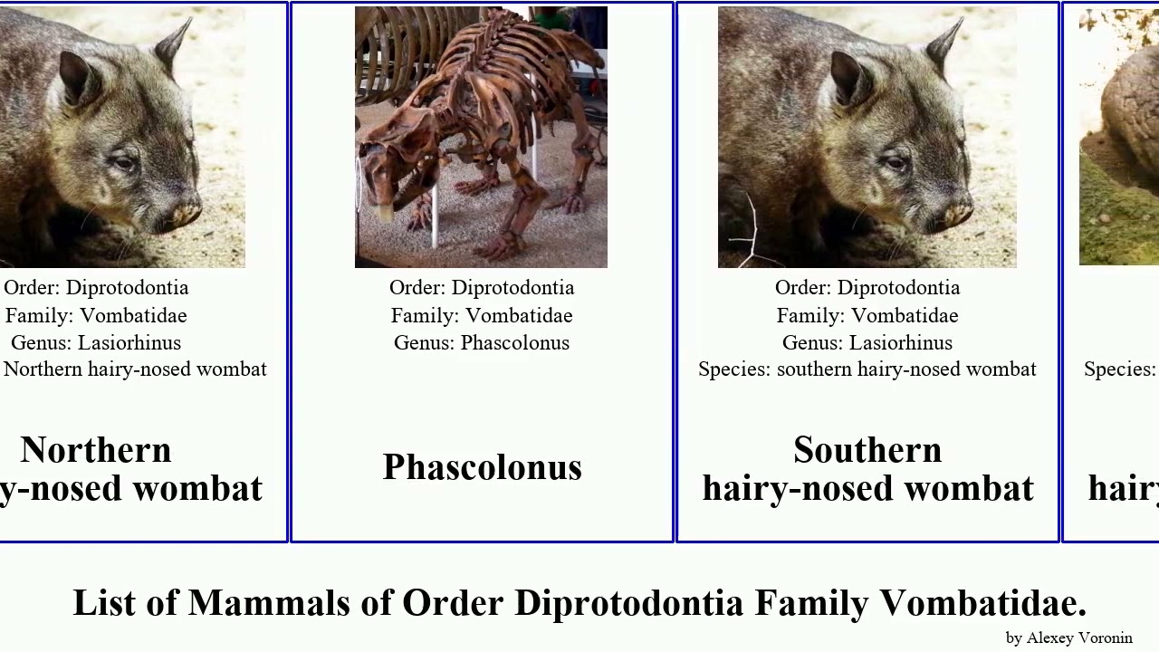 List of Mammals of Order Diprotodontia Family Vombatidae. wombat hairy ...