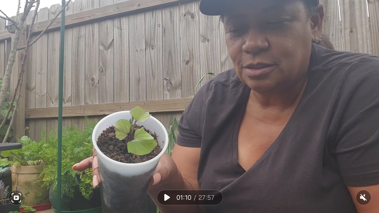 Dropping seeds & planting slips.🍠 - YouTube