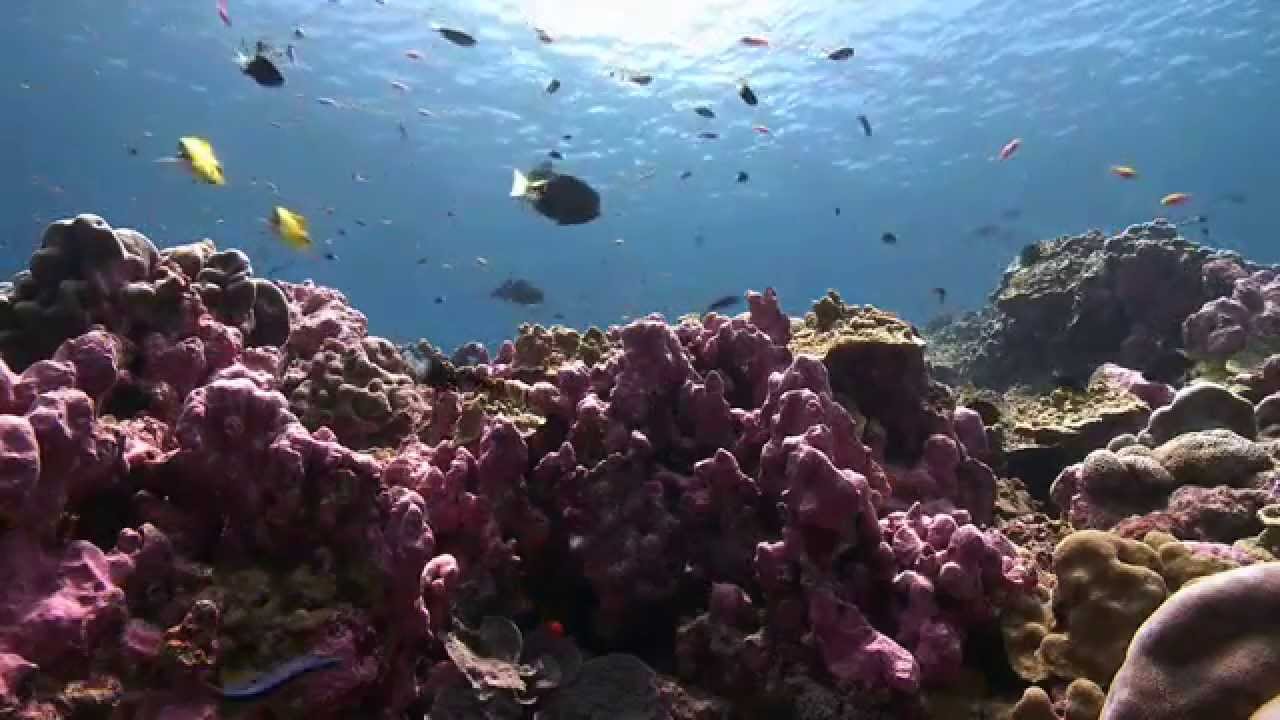 The Phoenix Islands Protected Area: A Model For Recovery - YouTube