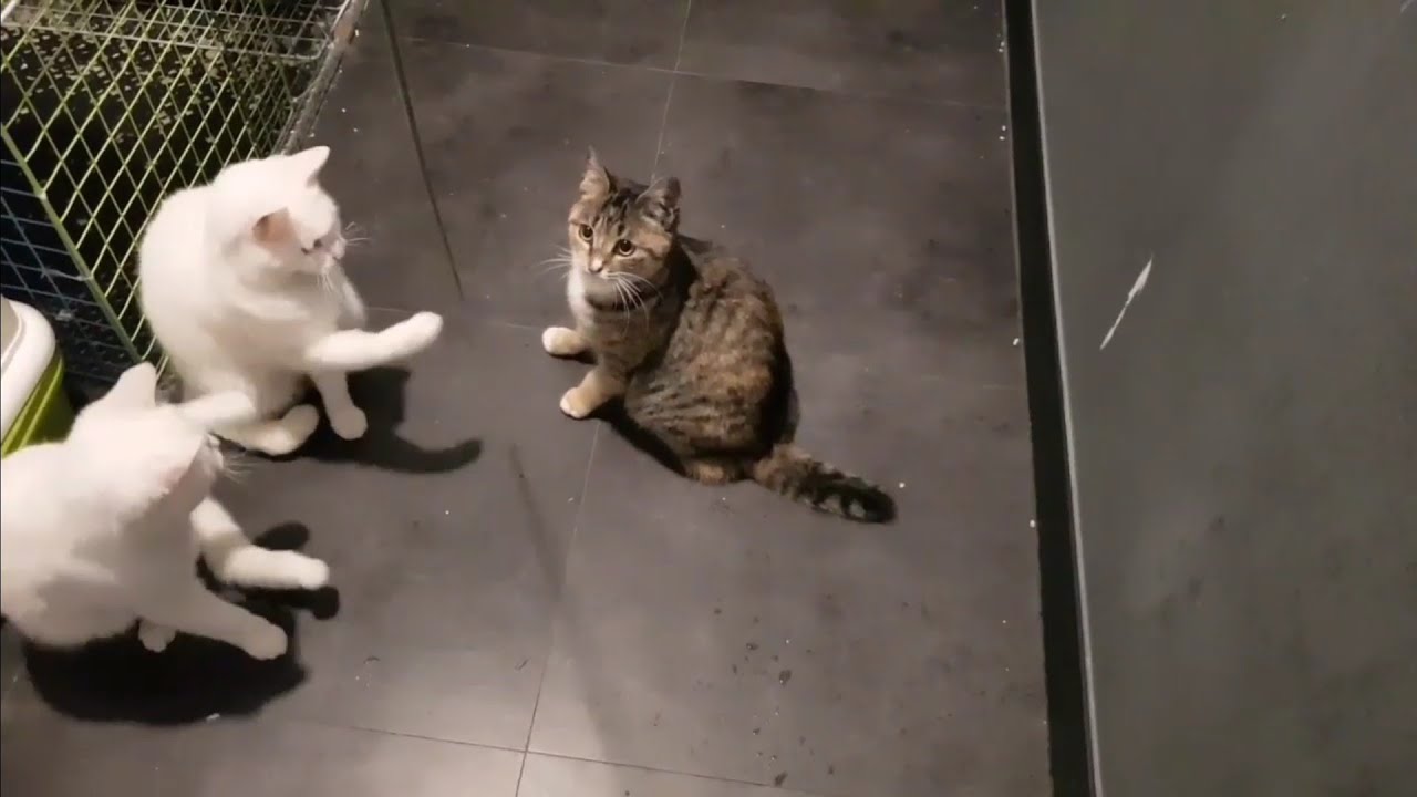 Funny cat punch! 웃긴 고양이 냥펀치! - YouTube