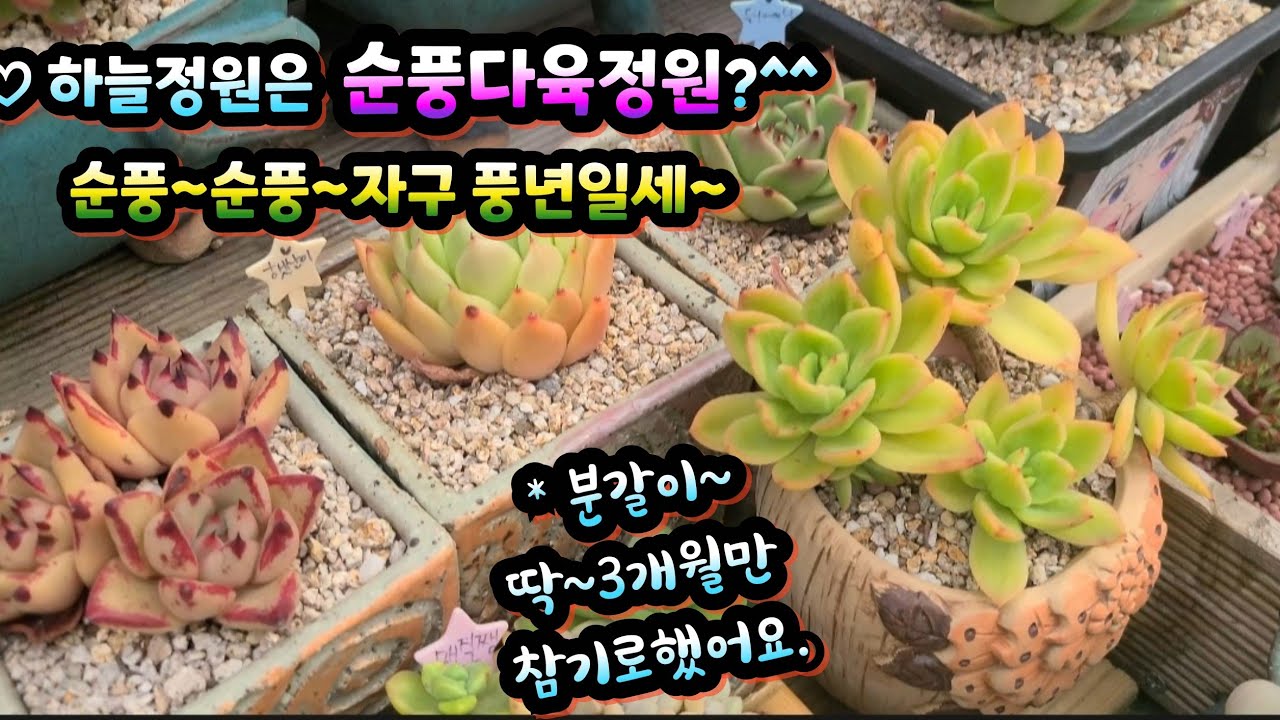 무더운여름장마로부터~♥ 육이들 지키기 프로젝트 스타뚜~옥상다육 러우금끼로미오사랑무핑크플로라헤르메스후레뉴 Youtube