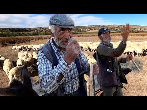 600 Hayvan ile İki Koca Yörük - Bir Ömür Hayvancılık - Duran - Sadık Yıldırım #hayvancılık #çiftlik