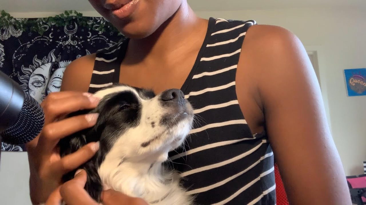 ASMR ♡ | Puppy Massage 🐶 - YouTube