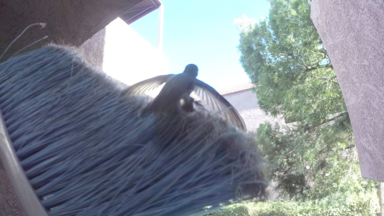 High Energy Hummingbird Stuck In Skylight Extraction Video - YouTube