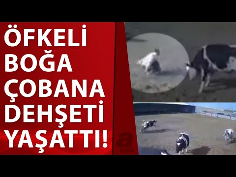 Boğanın saldırısına uğrayan çoban canını zor kurtardı! O anlar kamerada! | A Haber