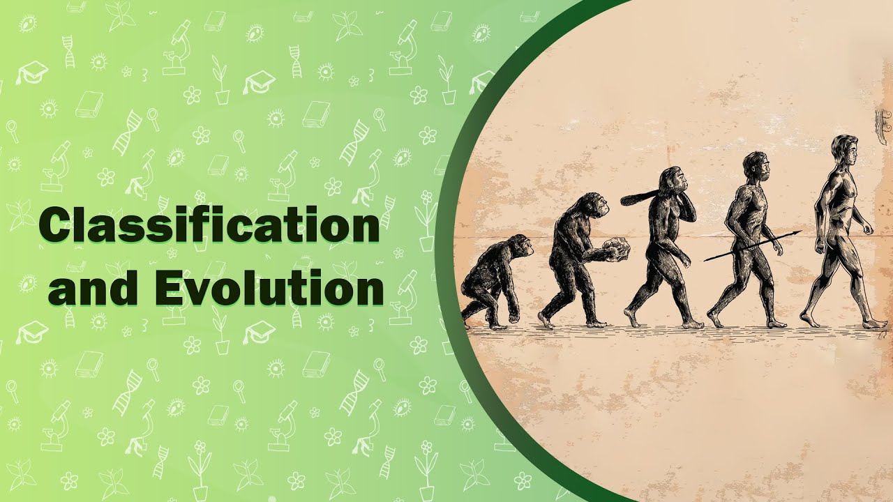 Classification and Evolution - YouTube