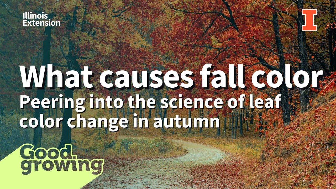Gardenbite: The Science Behind Fall Color | #GoodGrowing - YouTube