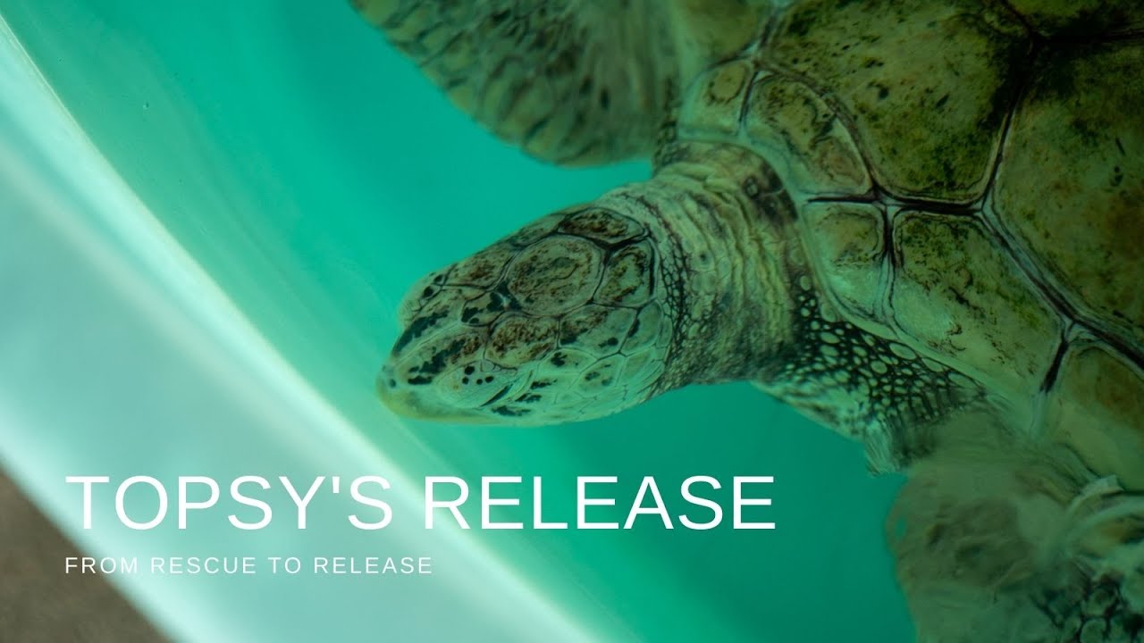 Topsy: Sea Turtle Hospital Returns Sea Turtle To The Wild - YouTube
