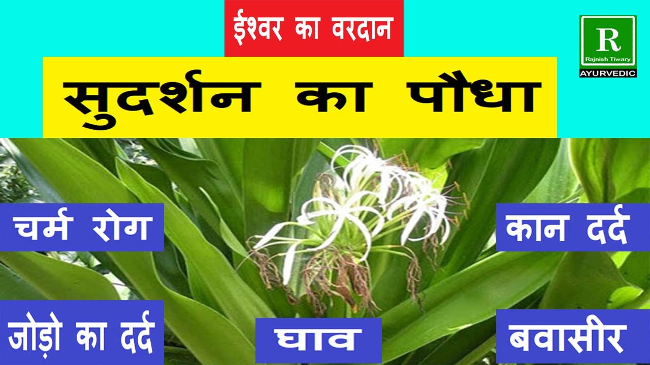 सुदर्शन का पौधा - ईश्वर का वरदान || Sudarshan's plant - God's gift ...