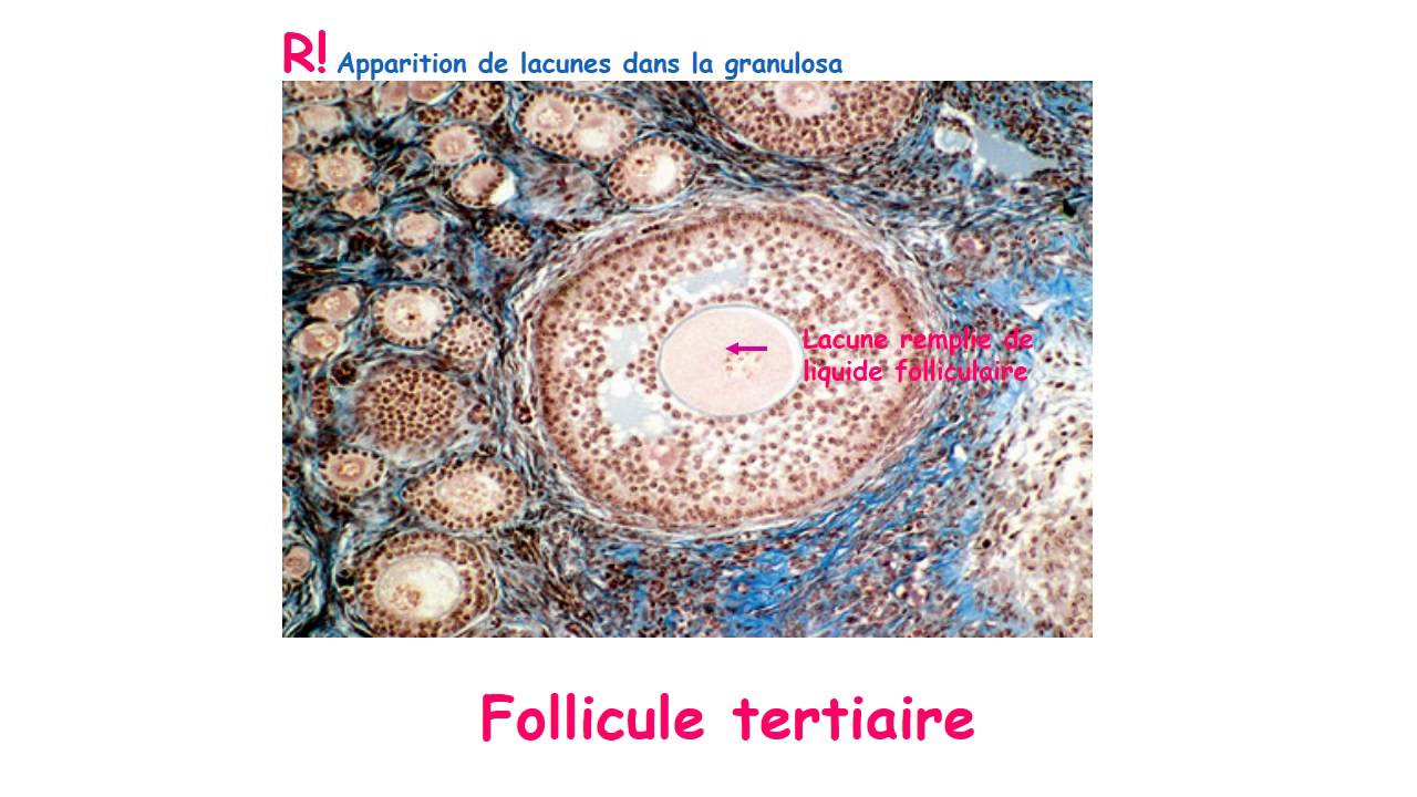 EMBRYOLOGIE Folliculogenèse - YouTube
