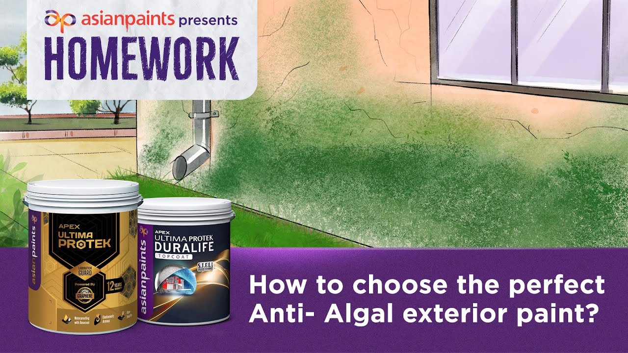 Algae or Kaai Growth on Exterior walls: Fix it with the Right Paints ...