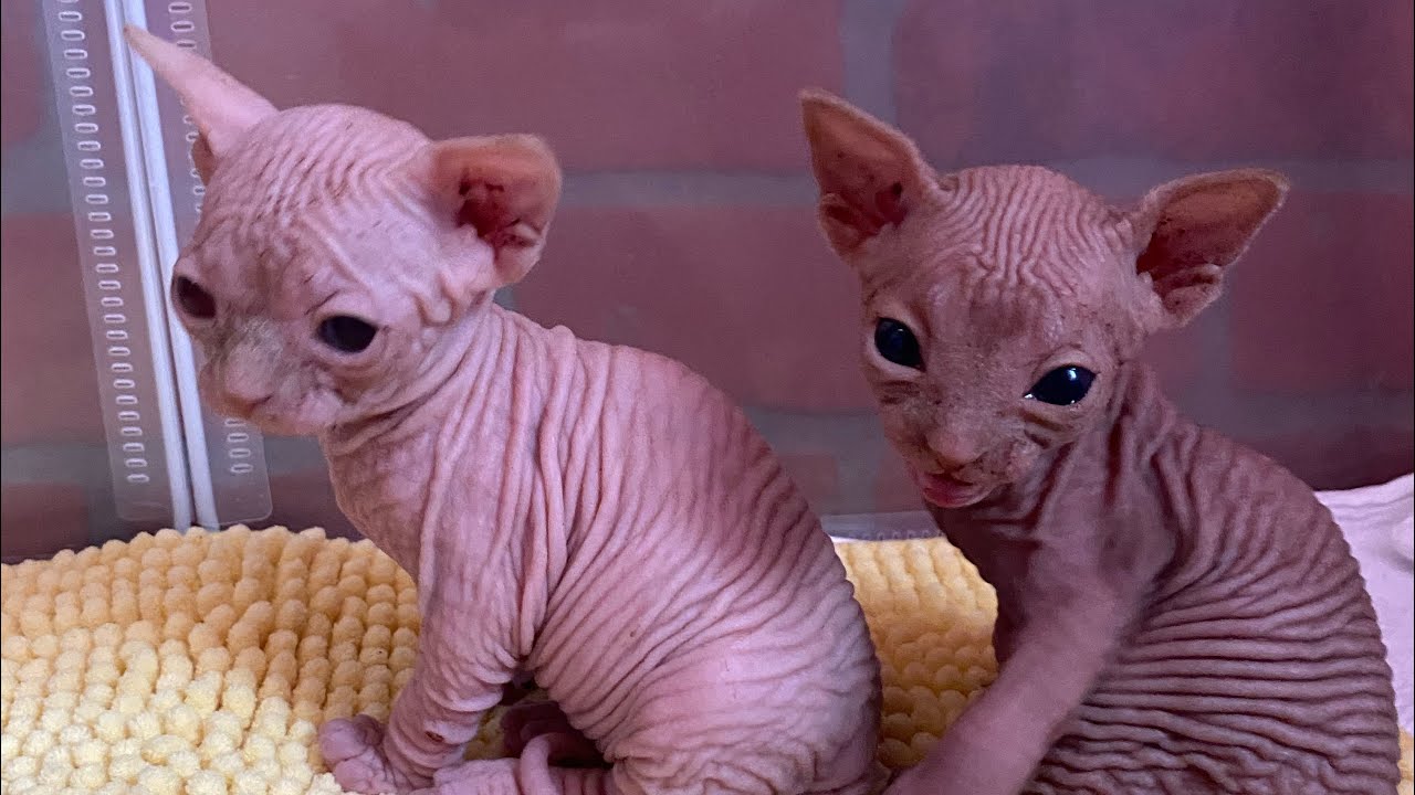 LIVE! Sphynx Kittens Awake and Playing Together 🥹🥰 - YouTube