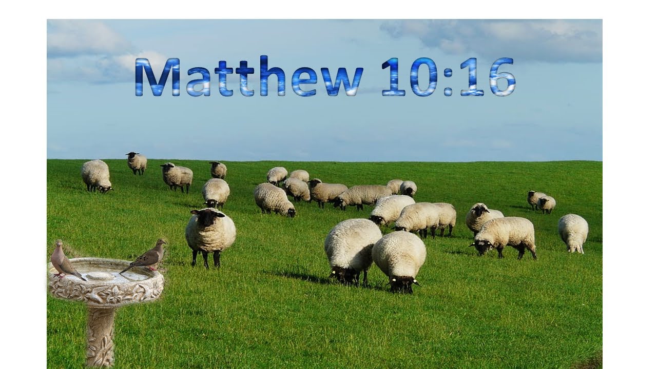 Matthew 10 16 - YouTube