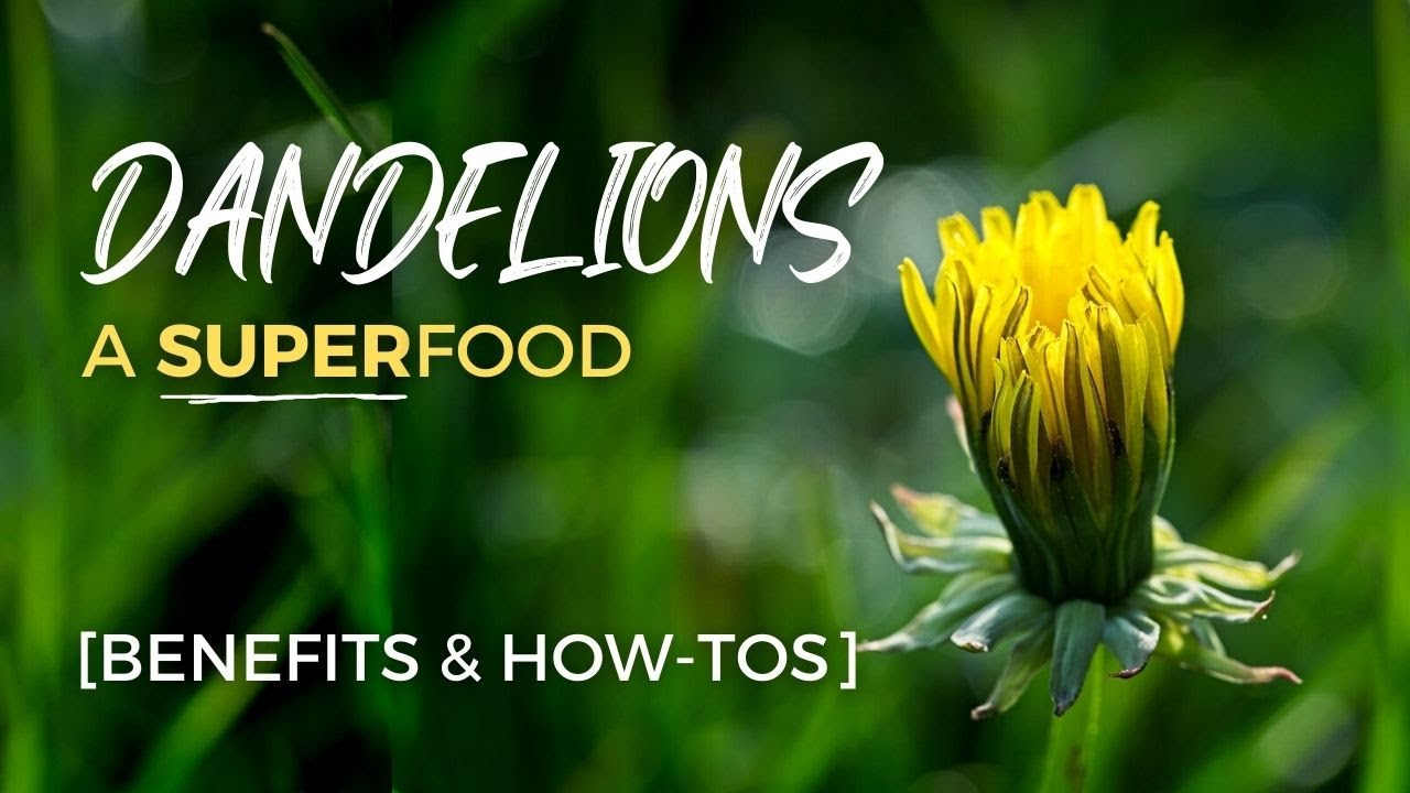 Here's How Amazing DANDELIONS Are! [Benefits and How-Tos] - YouTube