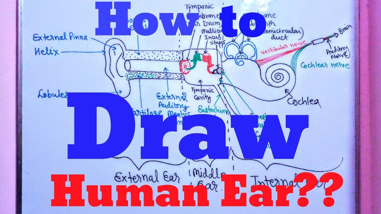 Structure of Human Ear: by Anand sir - YouTube