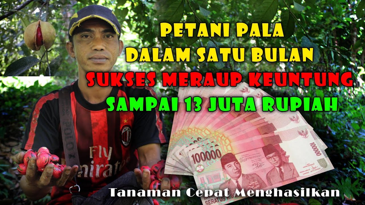 tanaman cepat menghasilkan - petani pala sukses meraup keuntungan ...