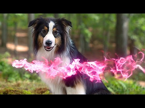 Berauschte Hunde begehen einen schrecklichen Fehler | Doggy Style | German Deutsch Clip