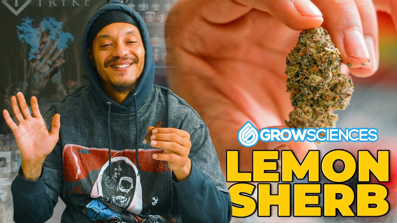 Lemon Sherb - Grow Sciences - YouTube