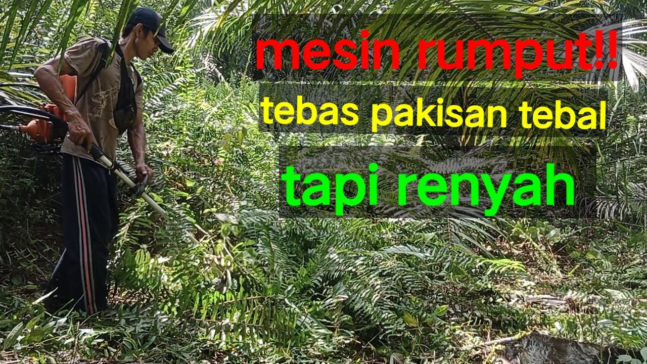 Mesin rumput!! Tebas pakisan tebal tapi renyah@Wong_GML - YouTube