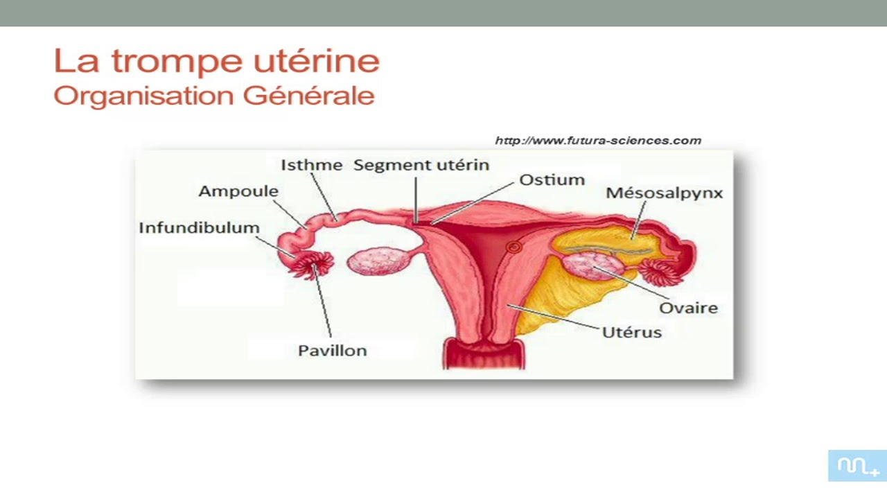 Appariel Génital Féminin Part5 Youtube