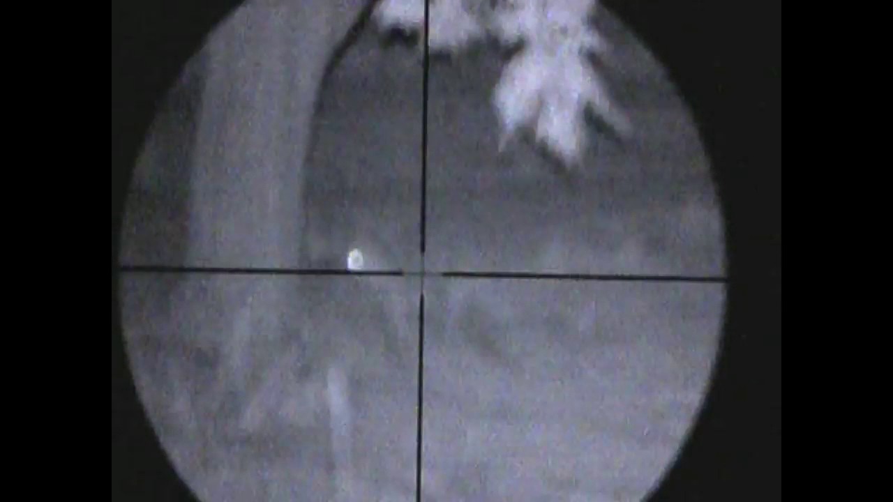 fox shot with 17 hmr - YouTube